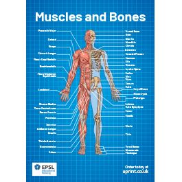 Downloadable Posters